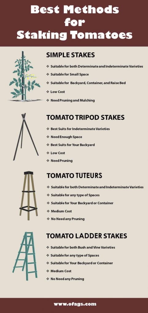4 Secret Tips of Staking Tomato Plants 4 Secret Tips of Staking Tomato Plants
